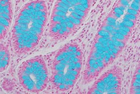 Alcian Blue Staining Kit