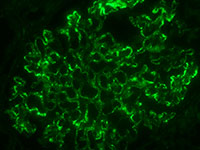 FITC Anti-IgM Primary Antibody