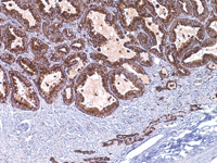 Napsin A Rabbit Polyclonal Antibody