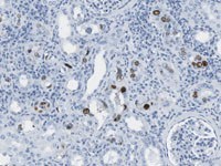SV40 (MRQ-4) Mouse Monoclonal Antibody