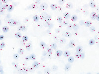 ultraView Red ISH DIG Detection Kit, US