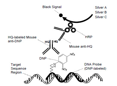 VENTANA Silver ISH DNP Detection Kit